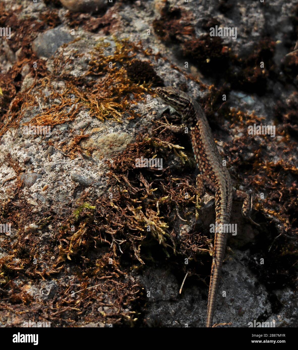 Lizard Sunbathing 2 Stock Photo - Alamy