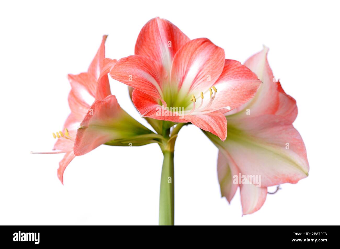 Close-up of a beautiful blossoming pink flower with a green straight ...