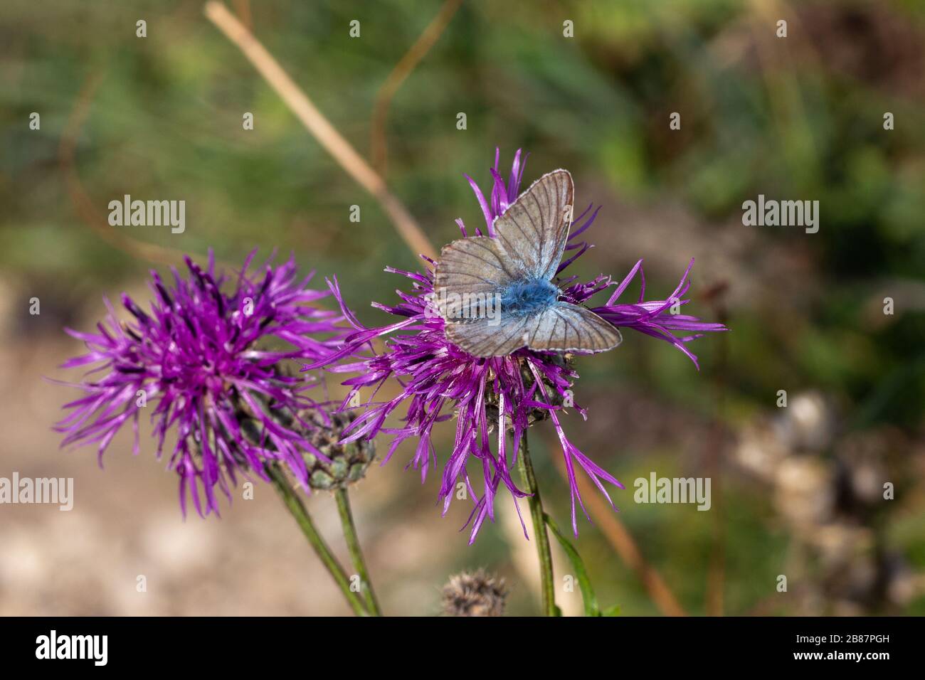 Gossamer-winged butterfly in Franken, Bavaria, Germany Stock Photo - Alamy