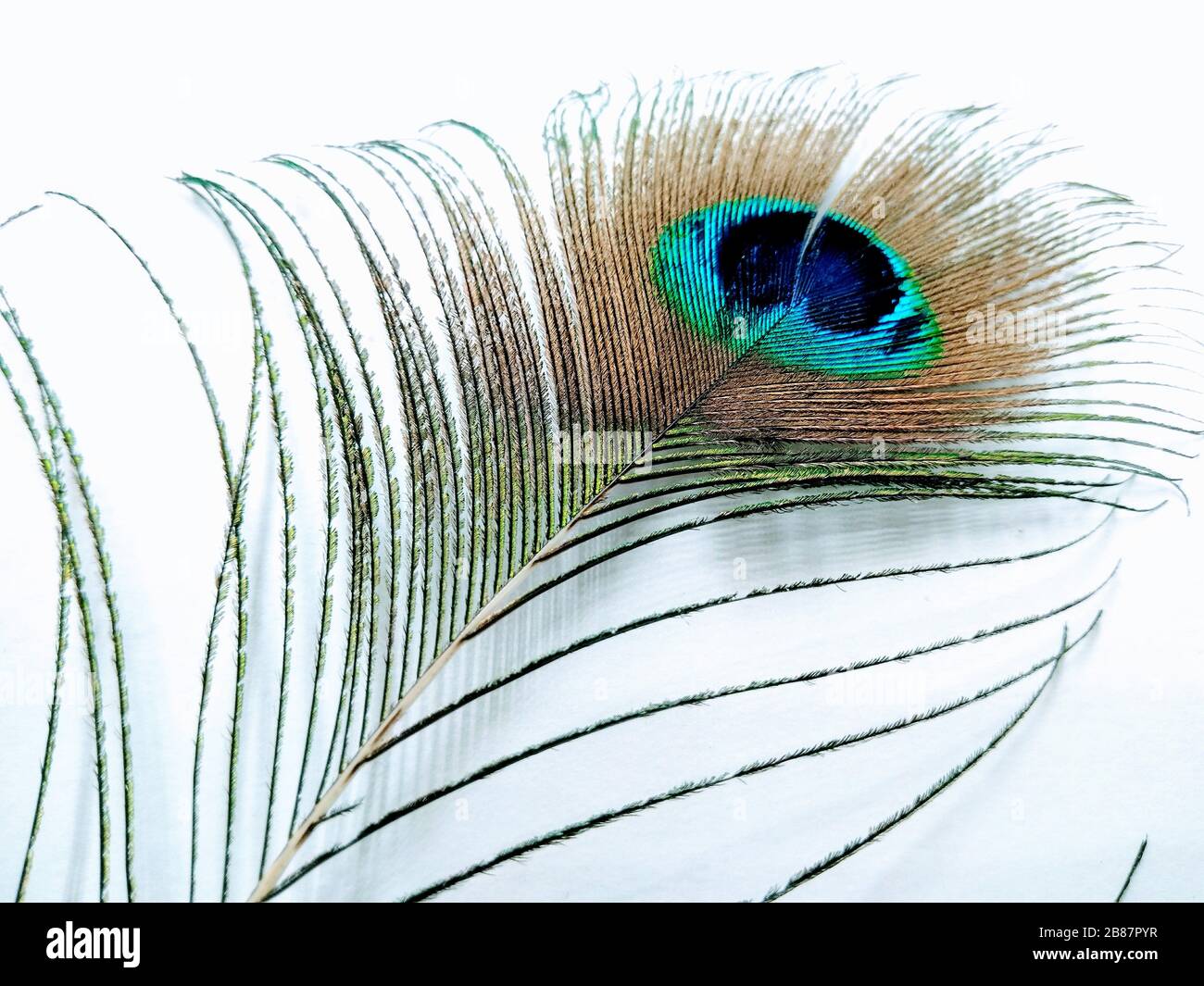 A picture of bird feather Stock Photo - Alamy