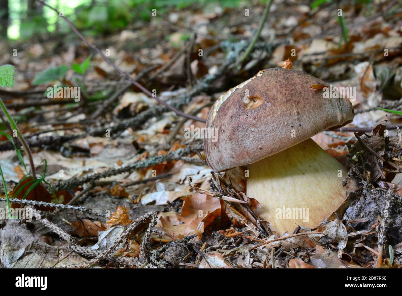 Fungus of coniferous forests hi-res stock photography and images - Alamy