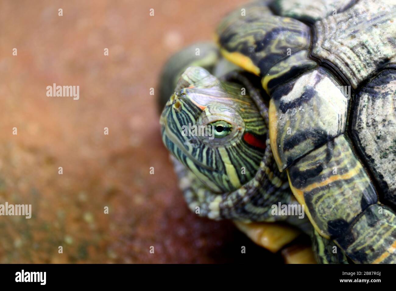 Turtle, Head turtle close up, Turtle contract in the shell (Selective ...