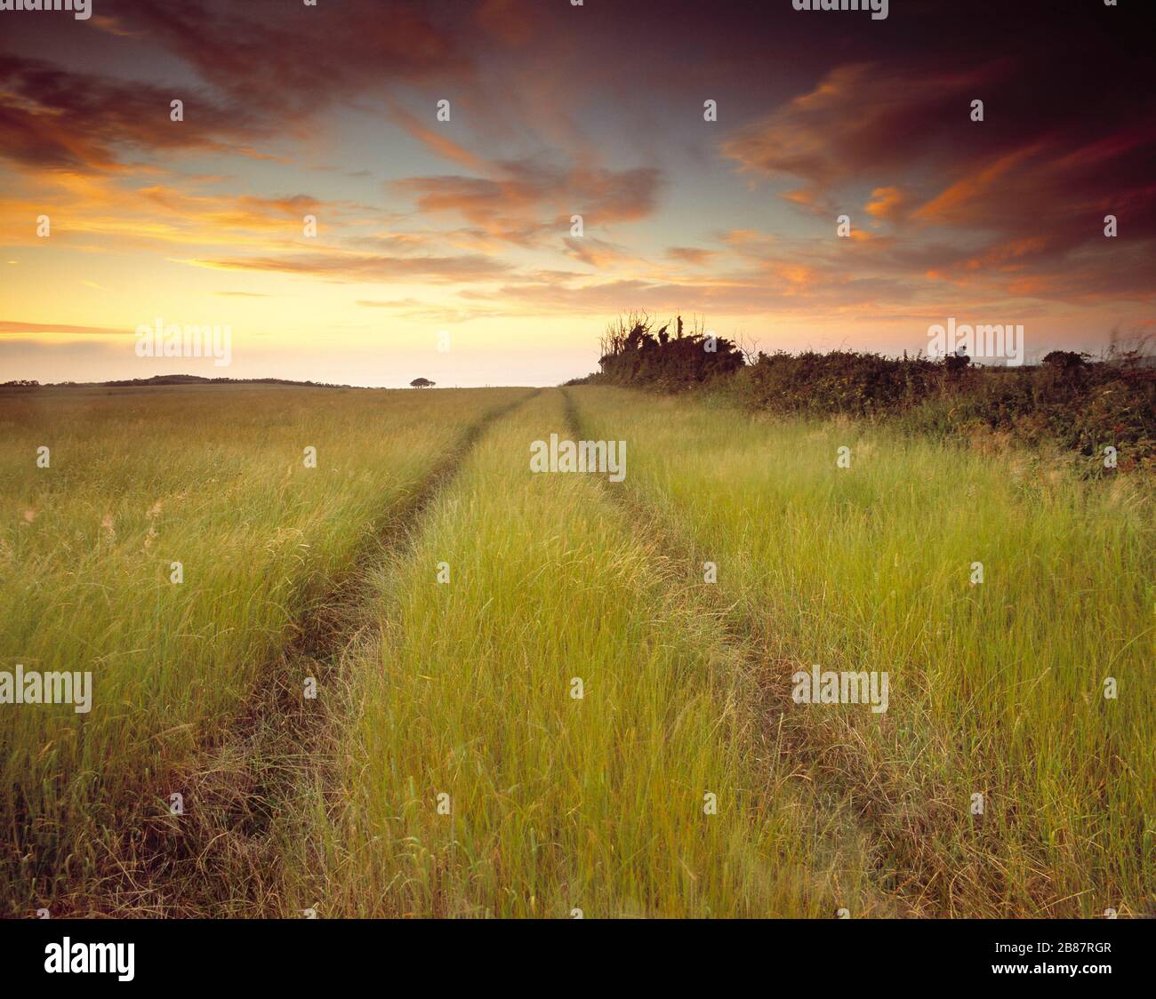 Hedges hedgerows grass grasses hi-res stock photography and images - Alamy