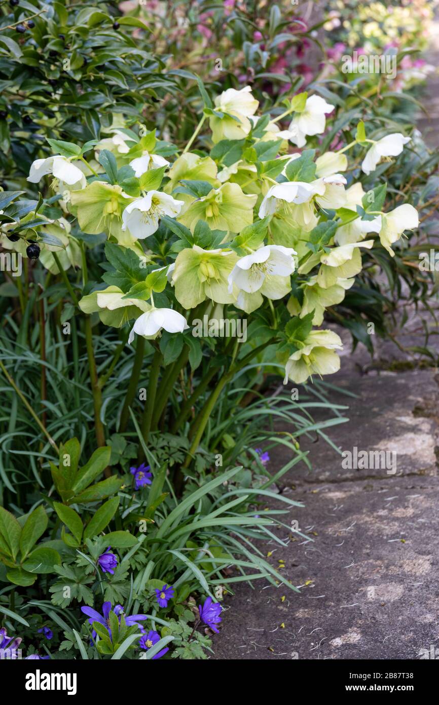 Spring border hellebores hi-res stock photography and images - Alamy