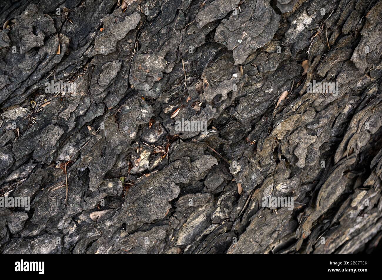 Weathered texture wood bark on large tree background Stock Photo - Alamy