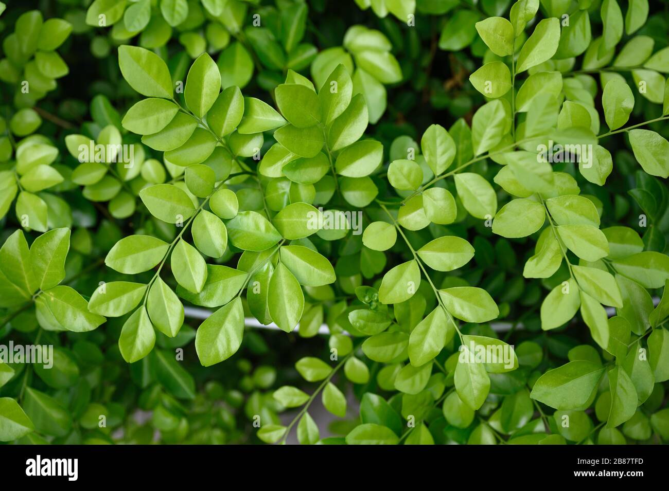 Green leaf with stalk growing in garden on background Stock Photo - Alamy