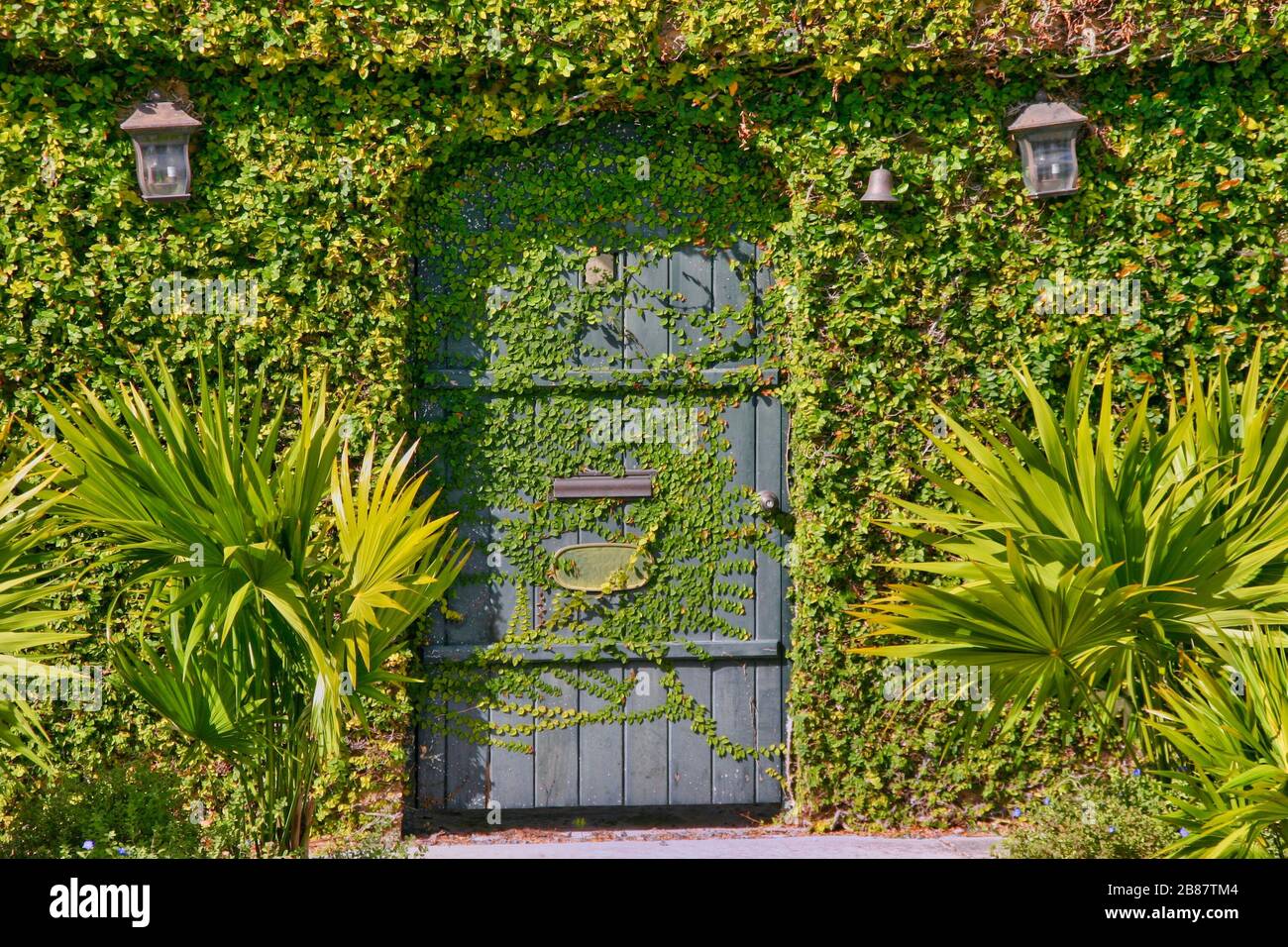 Green walls of the house covered with ivy with palm leaves ahead with ...