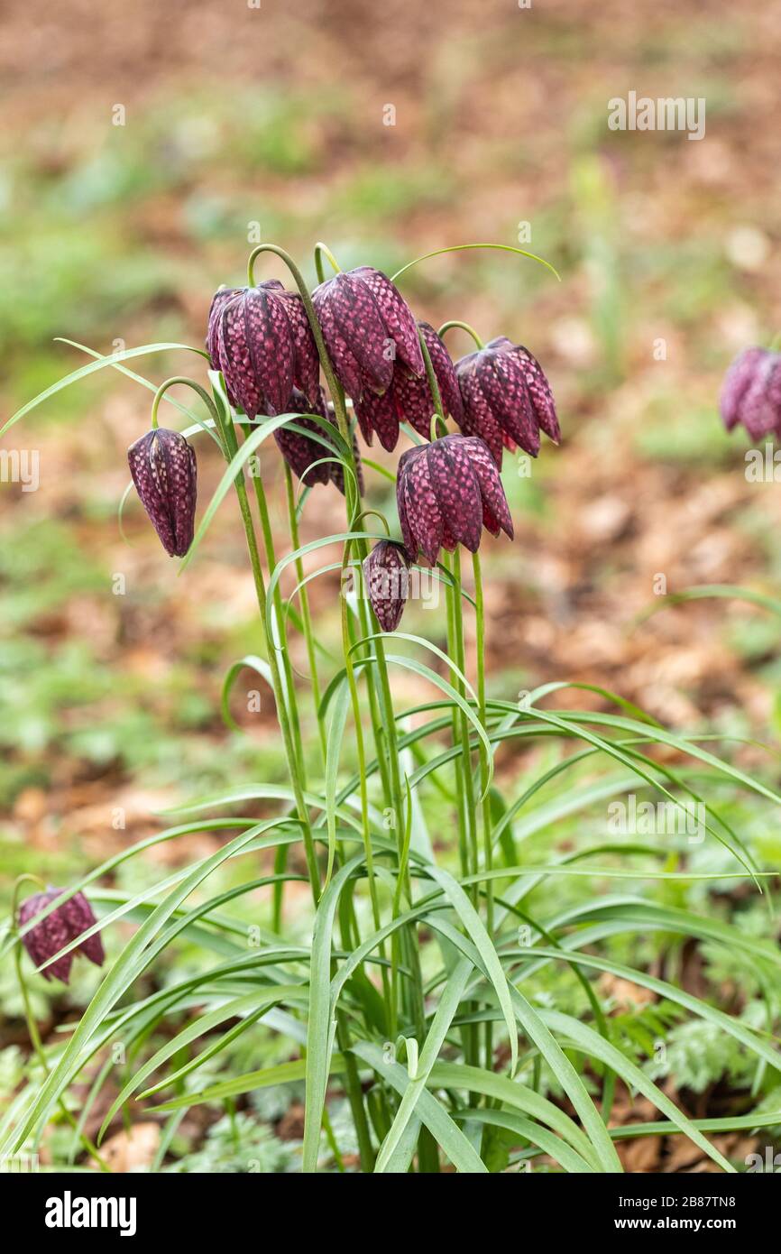 Close up of Snake's head fritillary / Fritillaria meleagris flowering ...