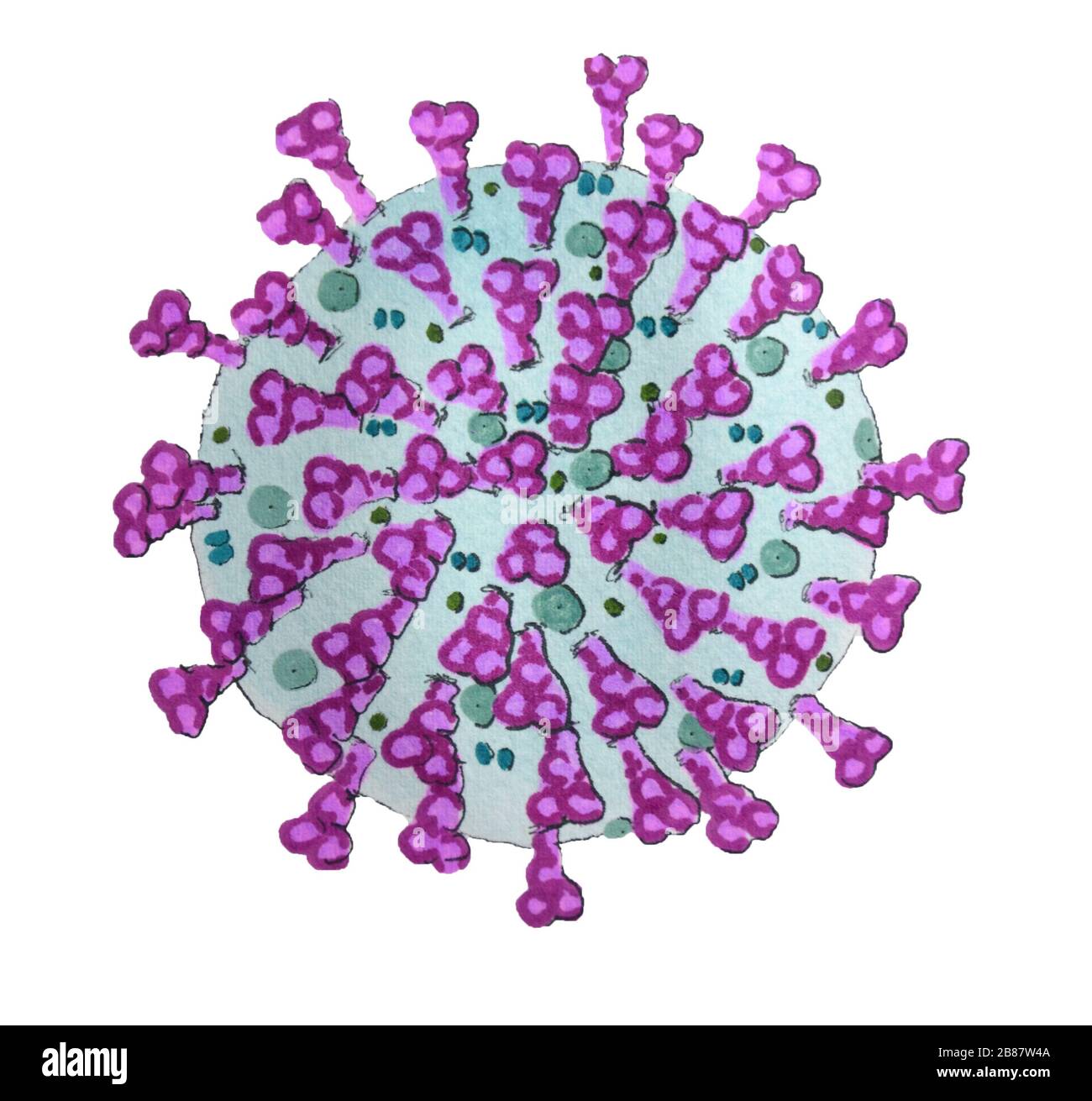 Spherical Shaped Bacteria