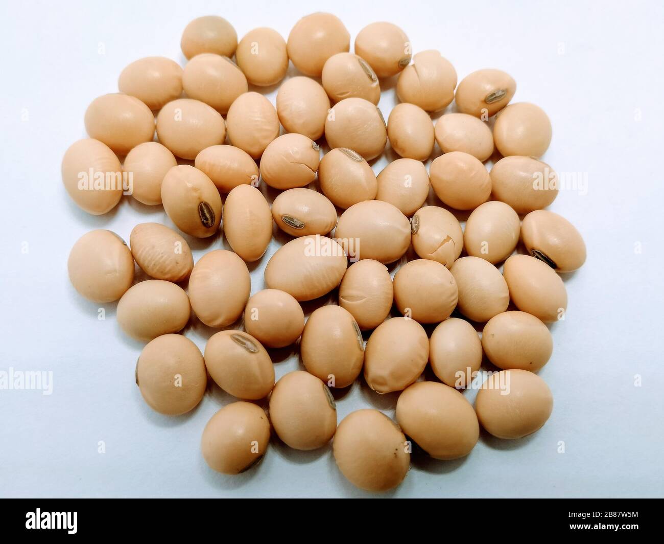 Soybean field ripening spring hi-res stock photography and images - Alamy