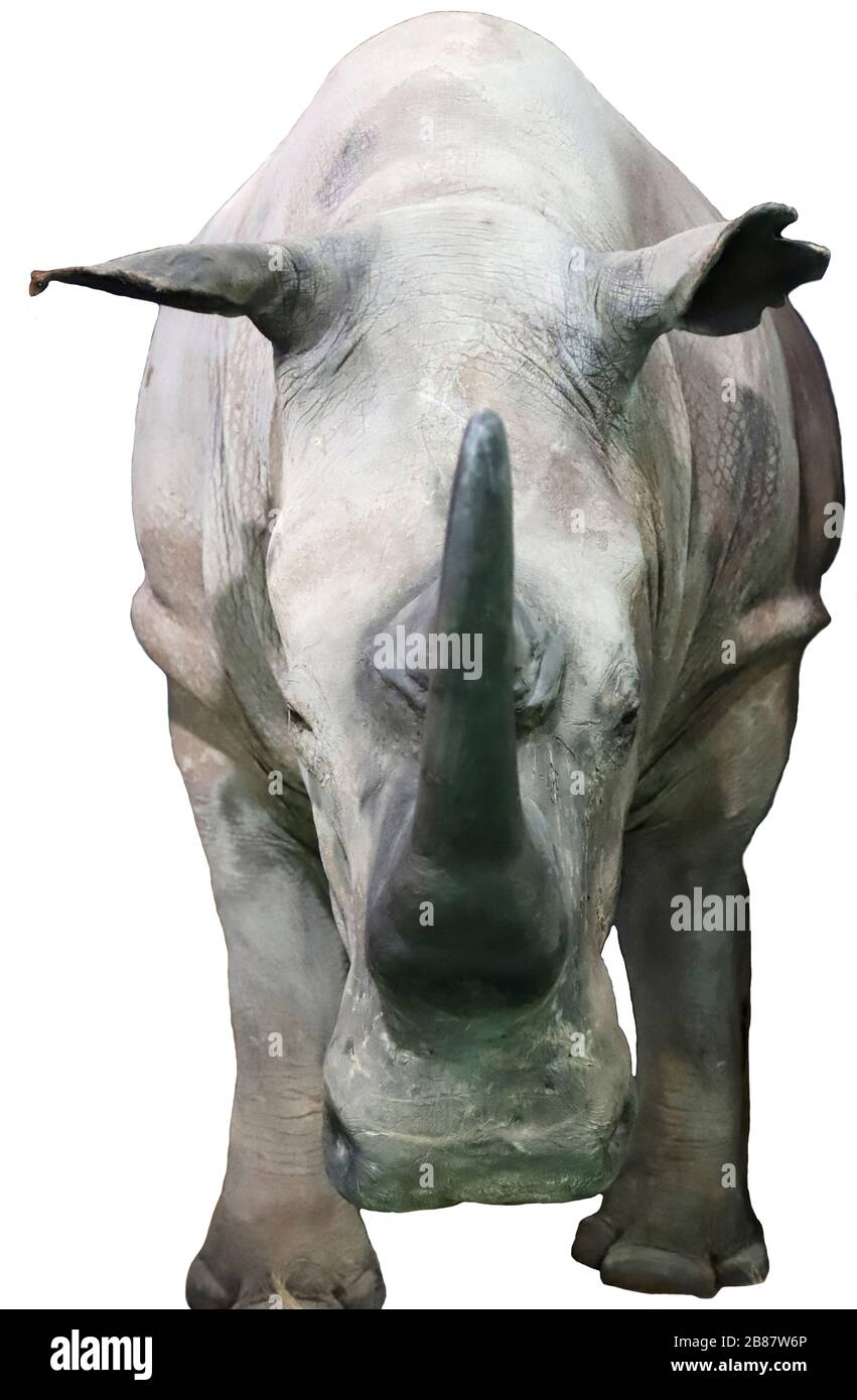Rhino isolated on white background Stock Photo - Alamy