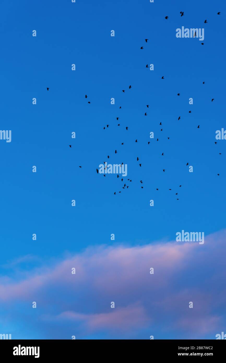 Dramatic birds hi-res stock photography and images - Alamy