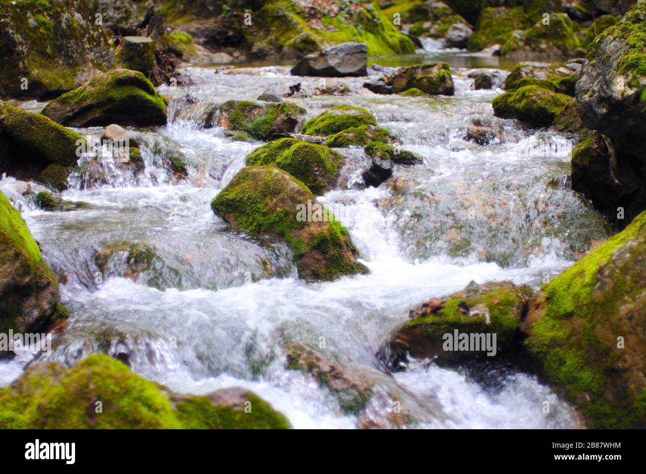 Small stream flows with waterfall and mossy stones around. Fallen tree ...