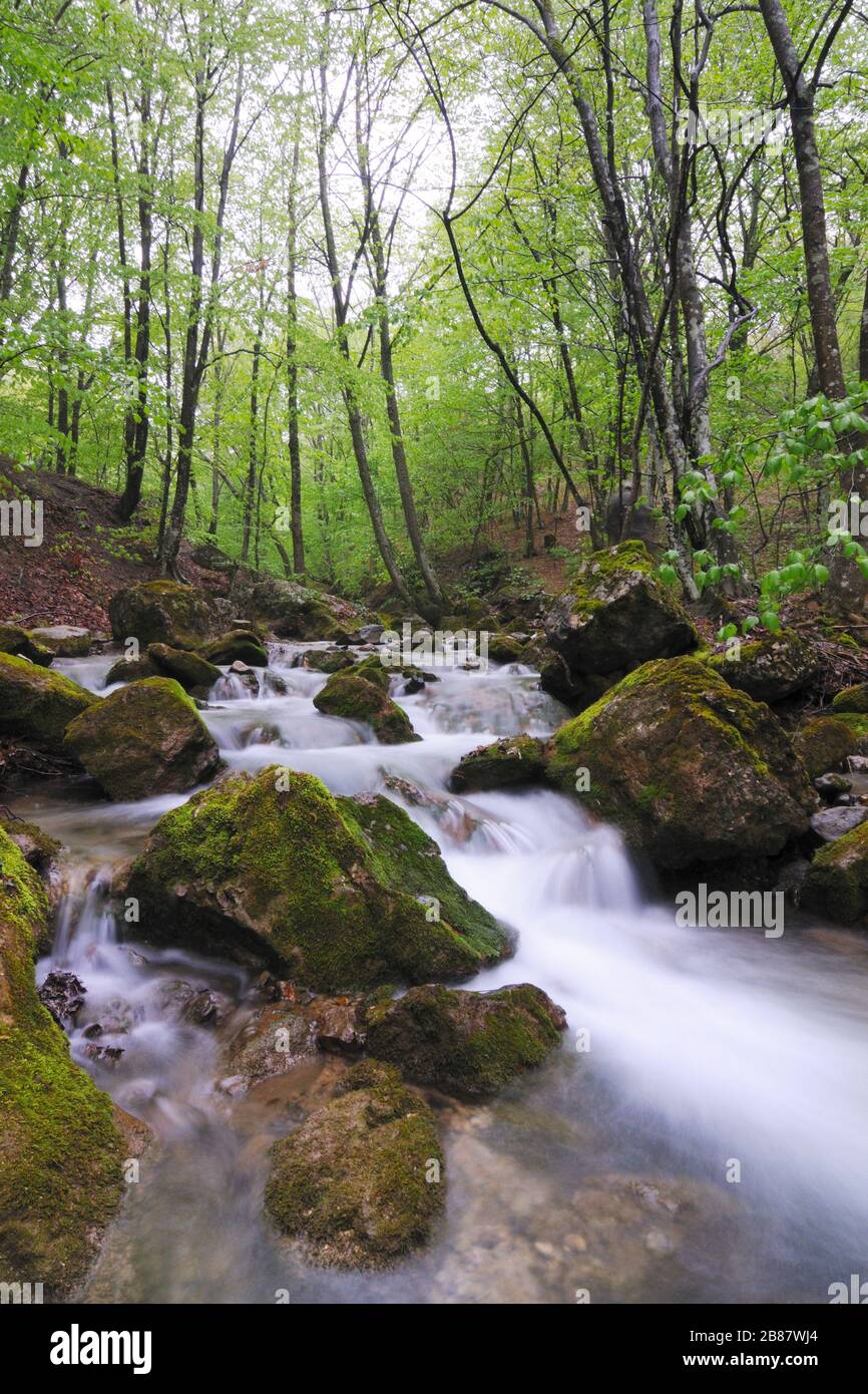 Small stream flows with waterfall and mossy stones around. Fallen tree ...