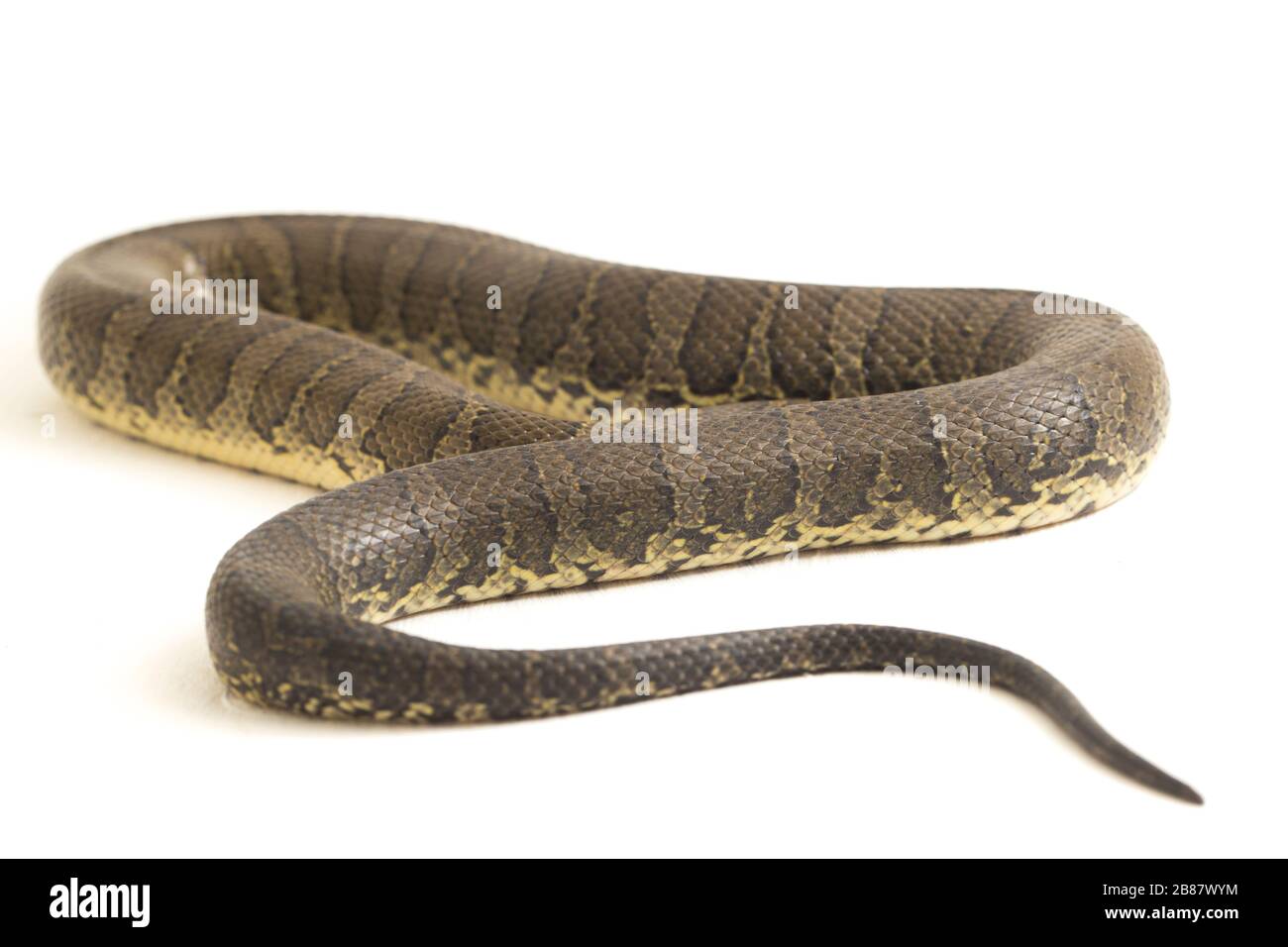 Common puff-faced water snake (Homalopsis buccata), banded water snake ...
