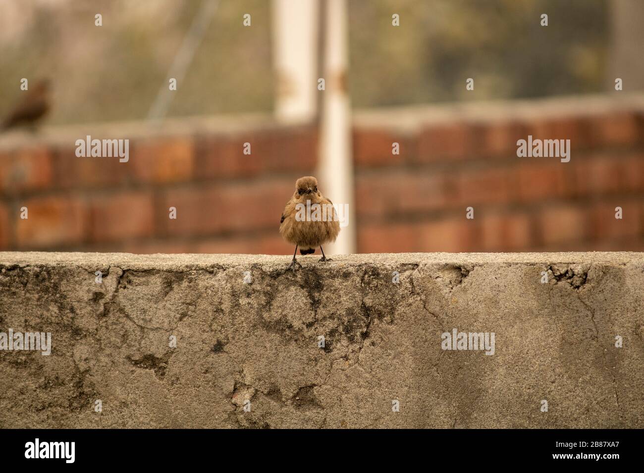 Brown house sparrow on a wall Stock Photo - Alamy