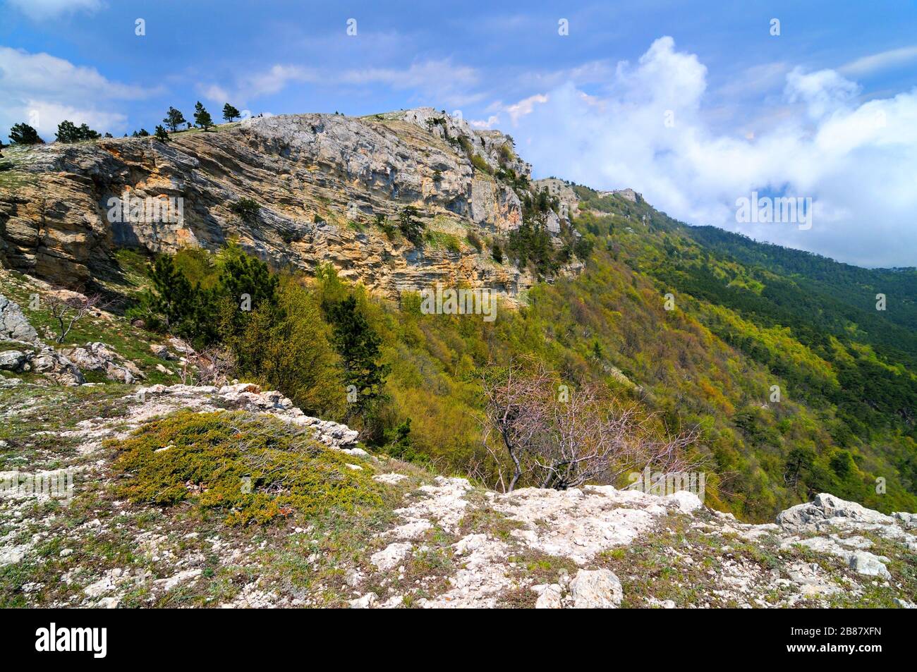 Photo from top of Ai-Petri mountain, tree grows on rock, beautiful ...