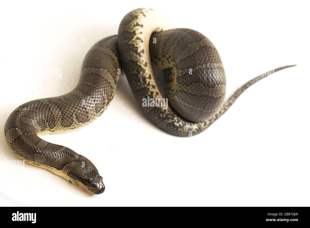Common puff-faced water snake (Homalopsis buccata), banded water snake ...