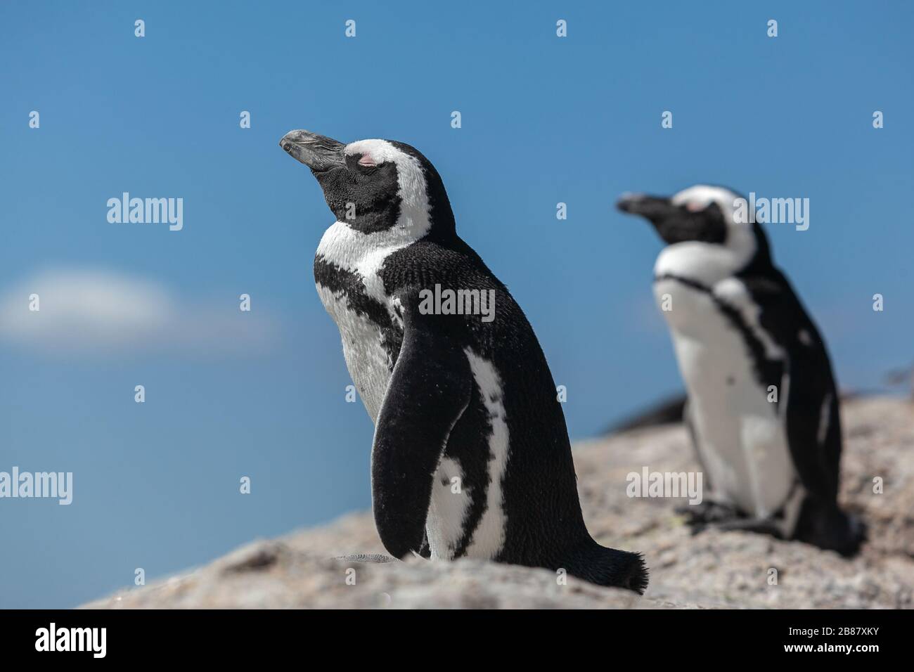 two African penguins relaxing on the boulders beach sunny day close up ...