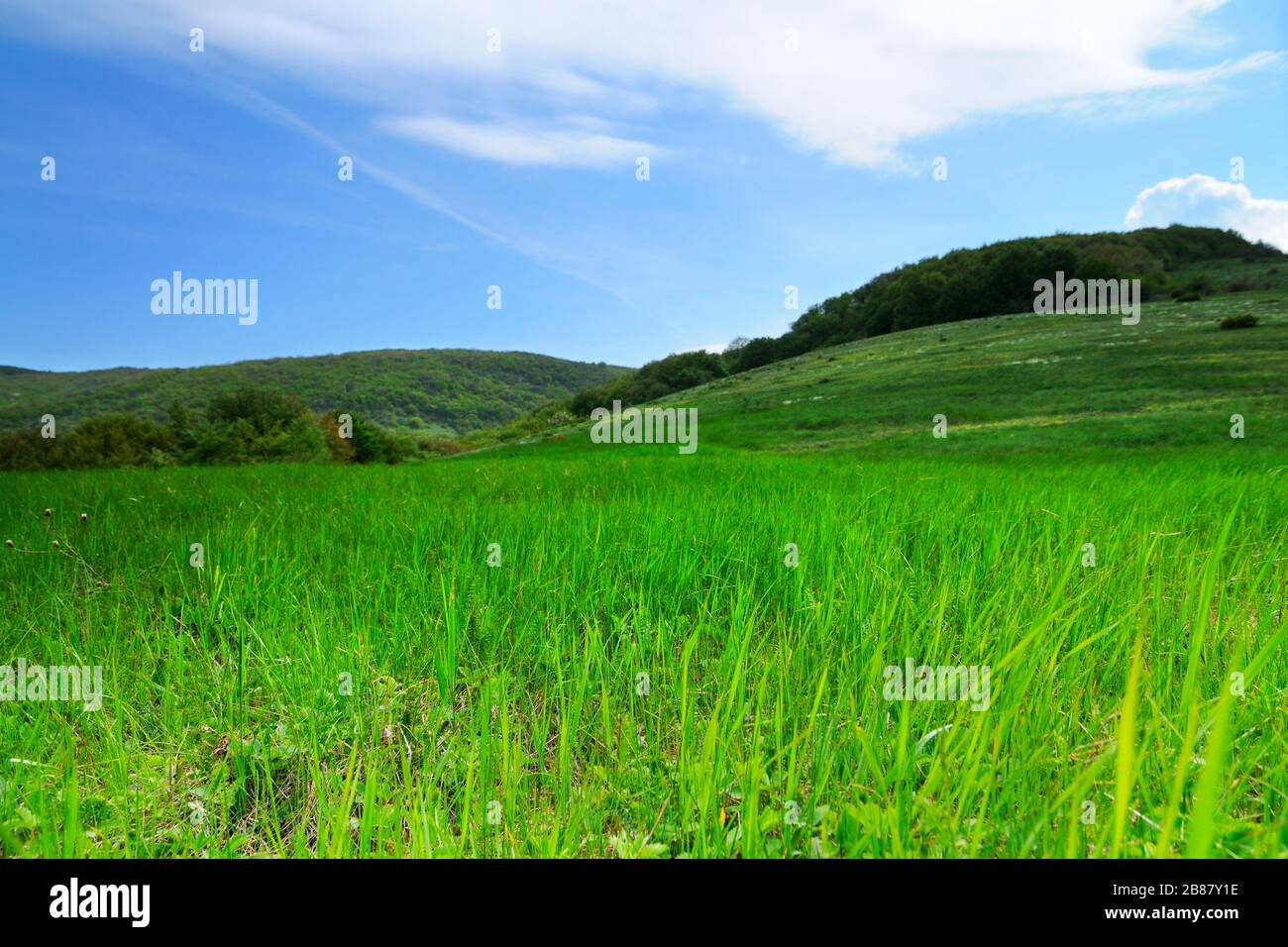 Rural landscape, field with tall green grass, hills in background with ...