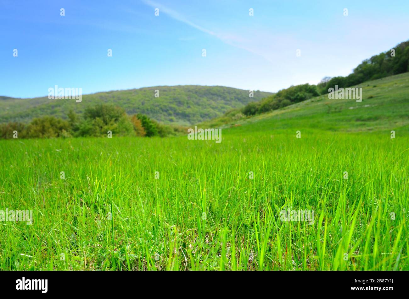 Rural landscape, field with tall green grass, hills in background with ...