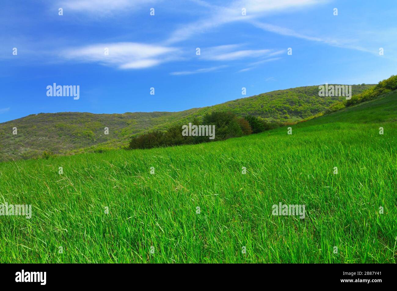 Rural landscape, field with tall green grass, hills in background with growing trees and bushes ...