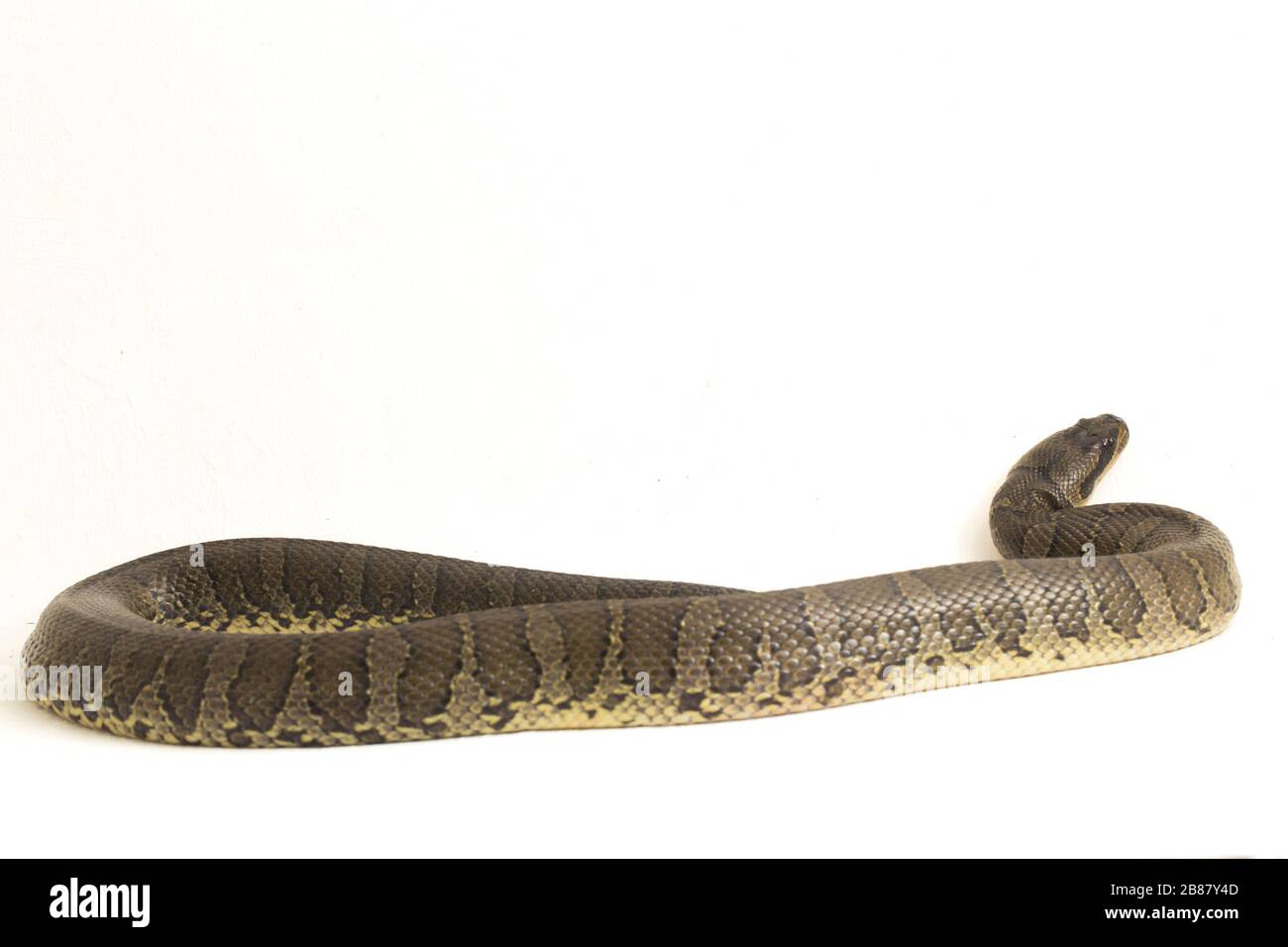 Common puff-faced water snake (Homalopsis buccata), banded water snake ...