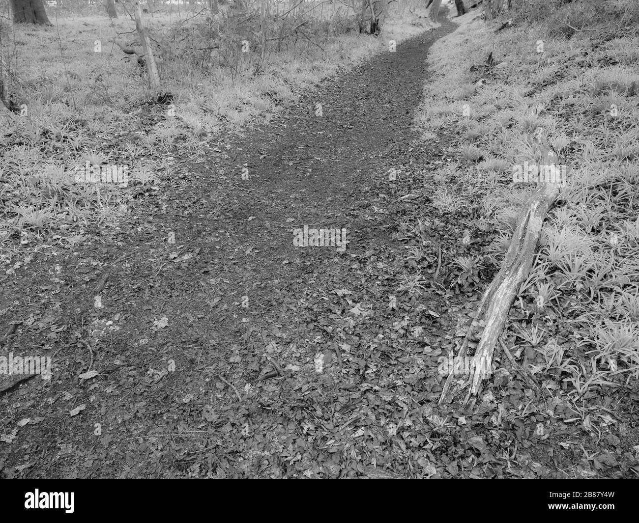 Black and White, Landscape, The Ridgeway National Trail, Chiltern Hills ...