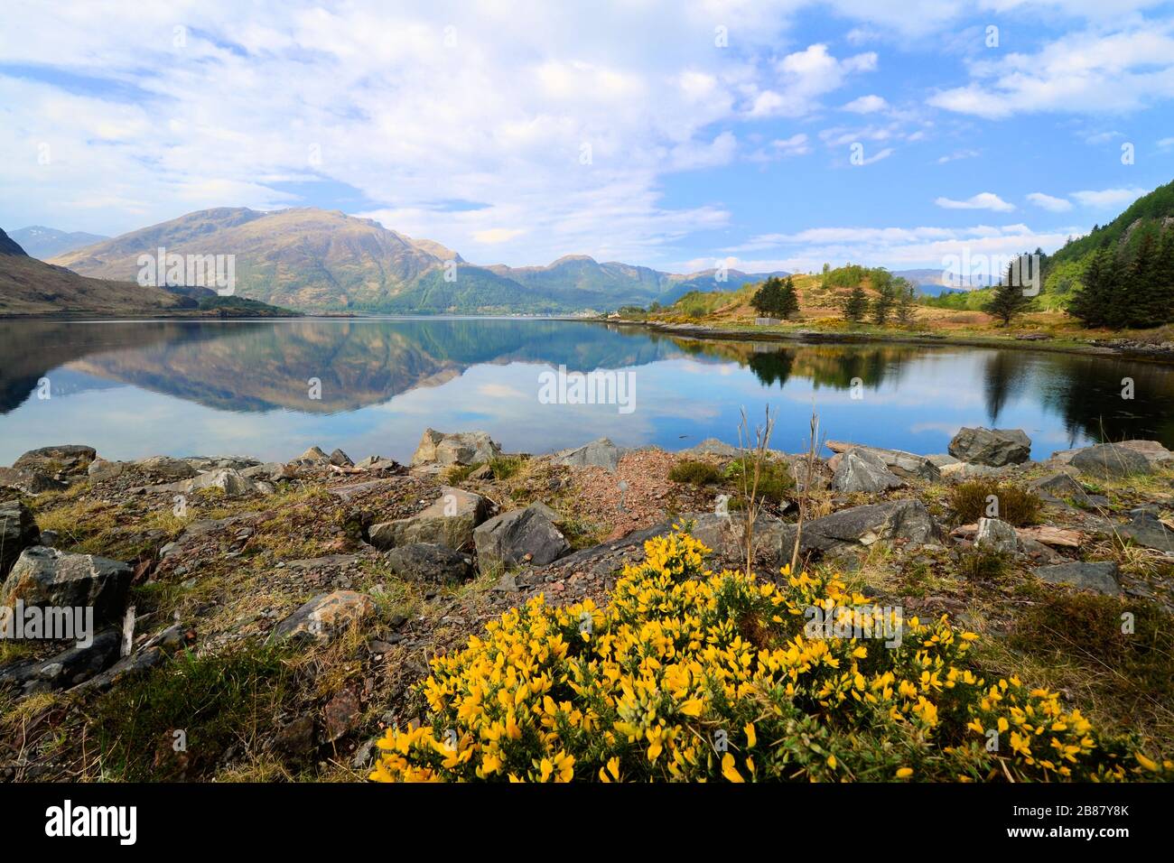 Scottish flowers hi-res stock photography and images - Alamy