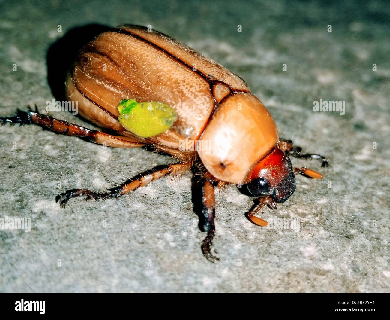 A picture of beetle Stock Photo - Alamy