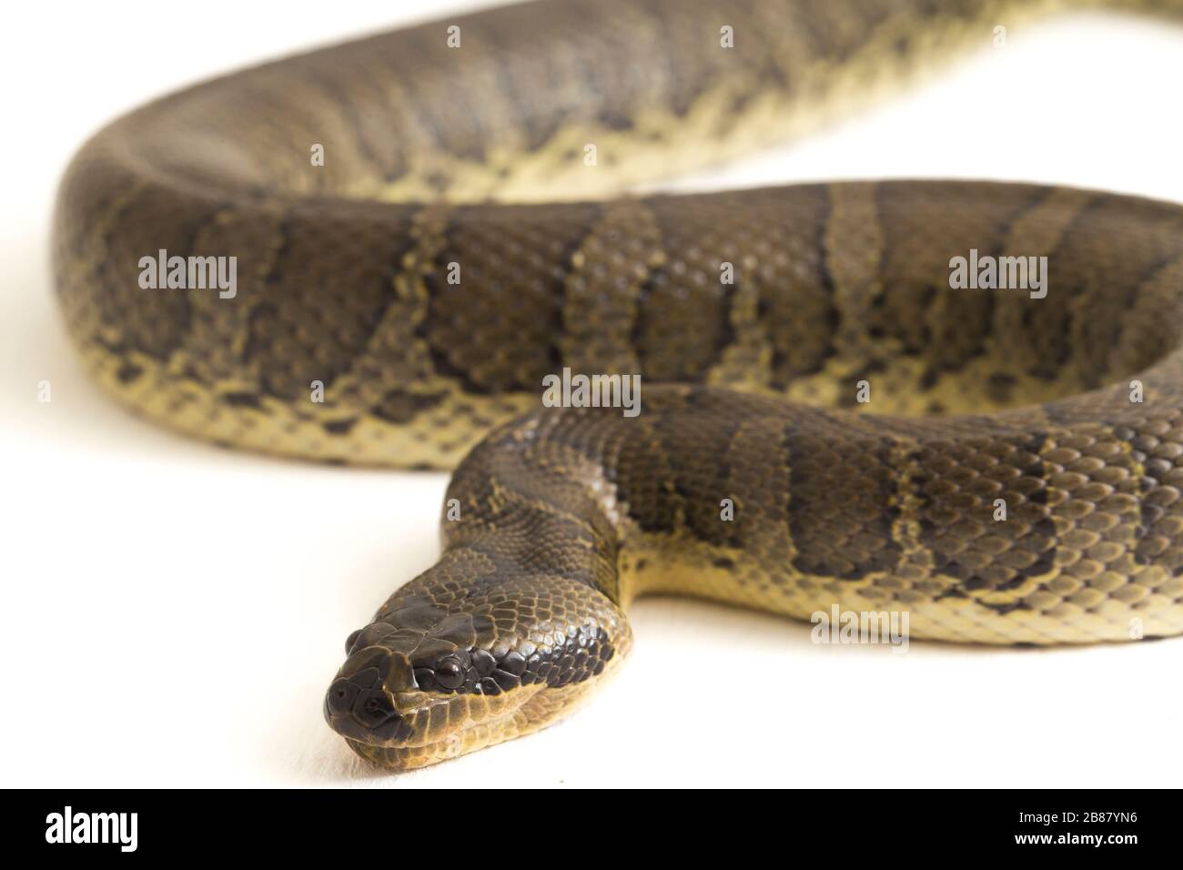 Common puff-faced water snake (Homalopsis buccata), banded water snake ...