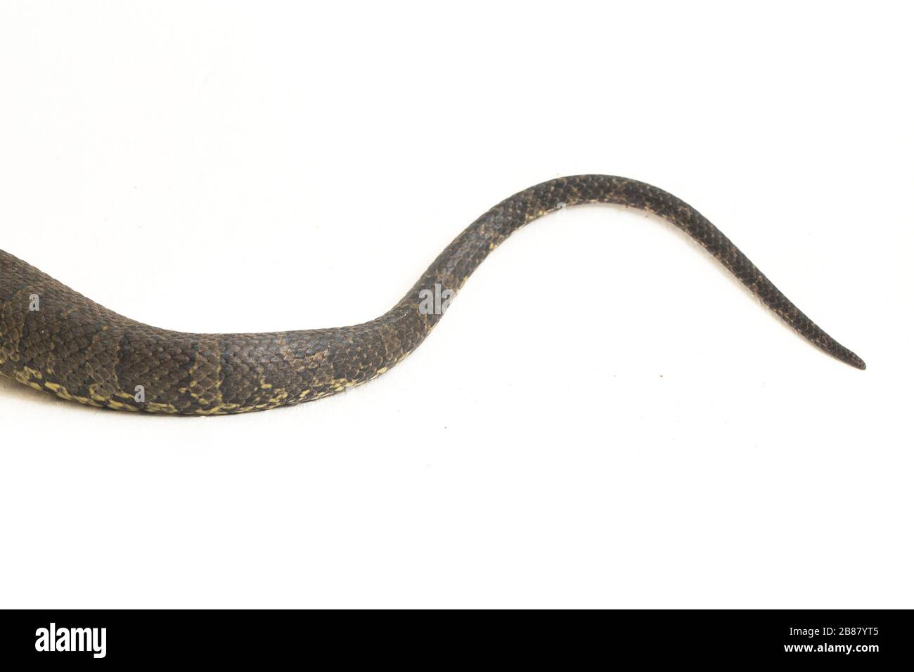 Common puff-faced water snake (Homalopsis buccata), banded water snake ...