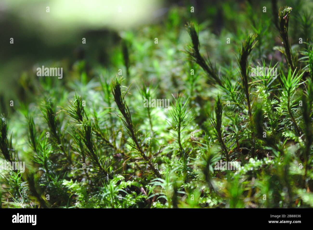 The picture shows green moss in the forest Stock Photo - Alamy