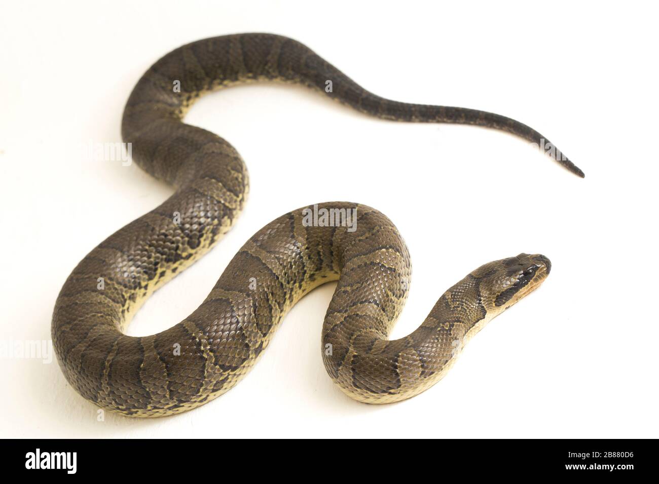 Common puff-faced water snake (Homalopsis buccata), banded water snake ...