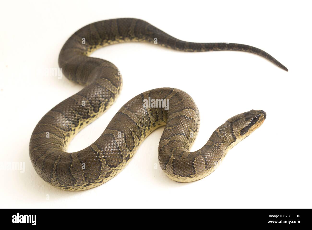 Common puff-faced water snake (Homalopsis buccata), banded water snake ...