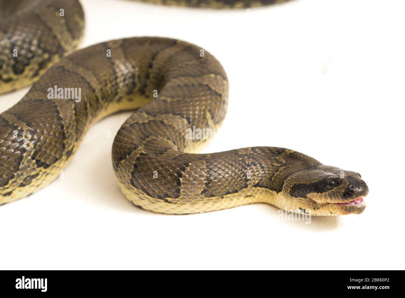 Common puff-faced water snake (Homalopsis buccata), banded water snake ...