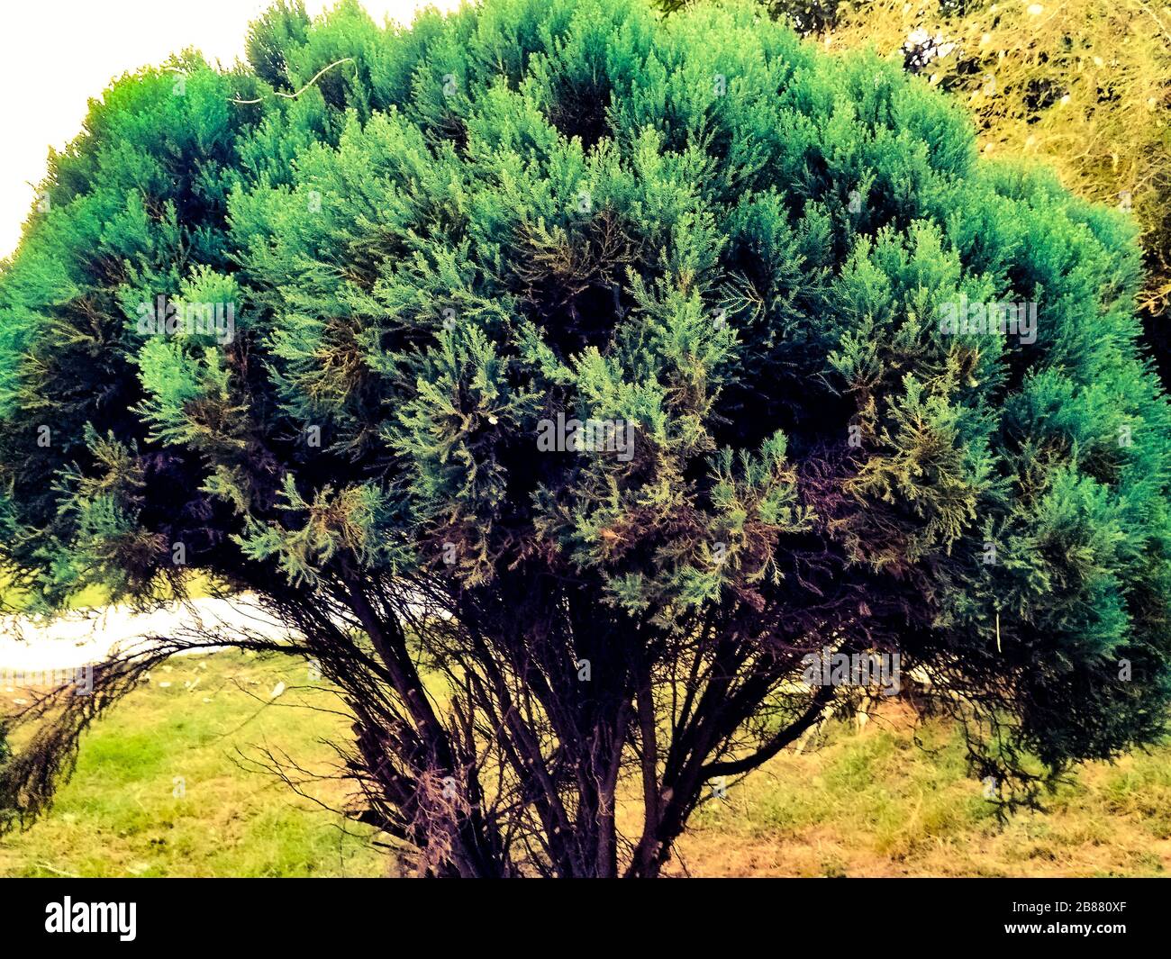 A picture of tree Stock Photo - Alamy
