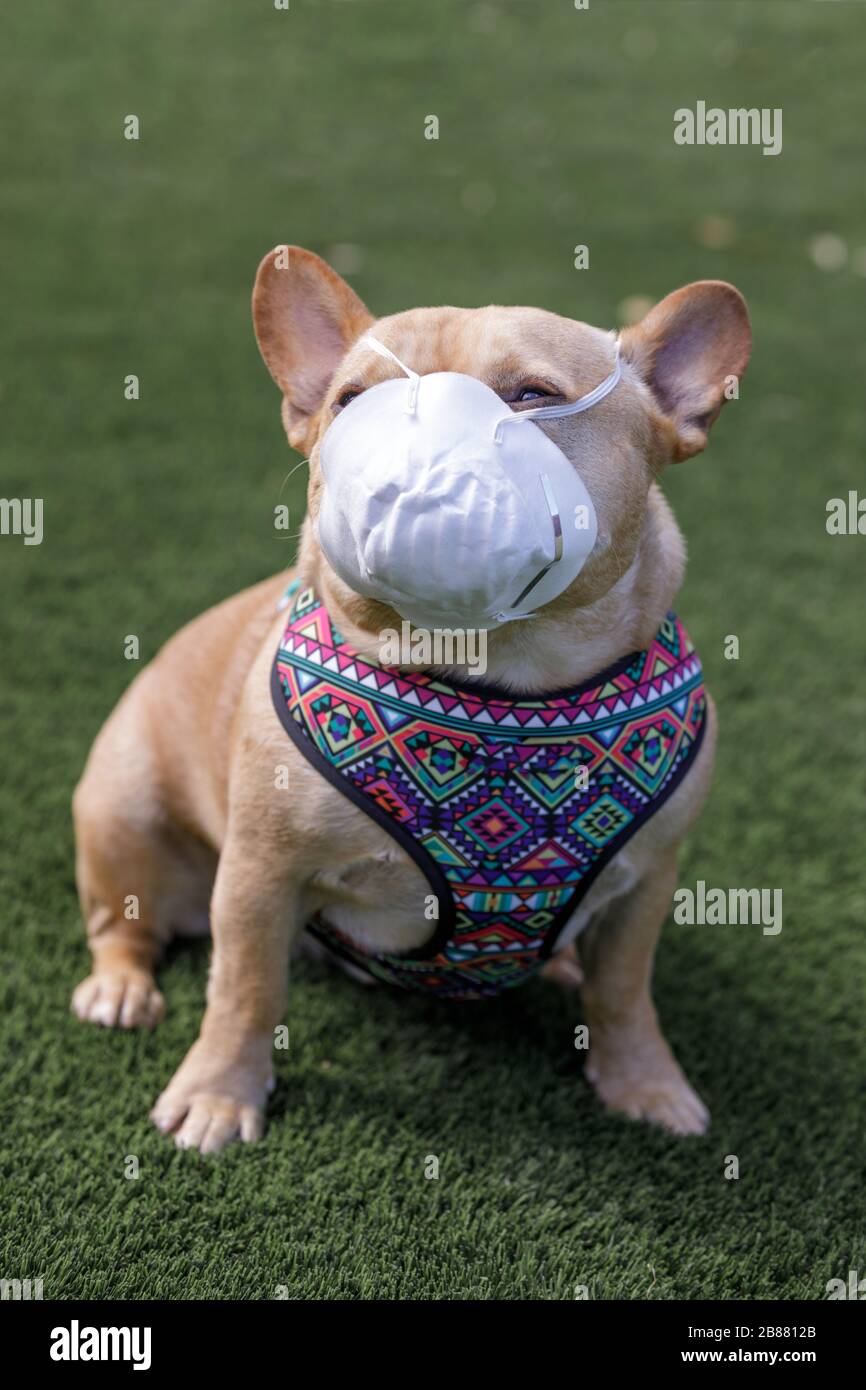 French Bulldog in Medical Mask during the Coronavirus Epidemic Stock ...