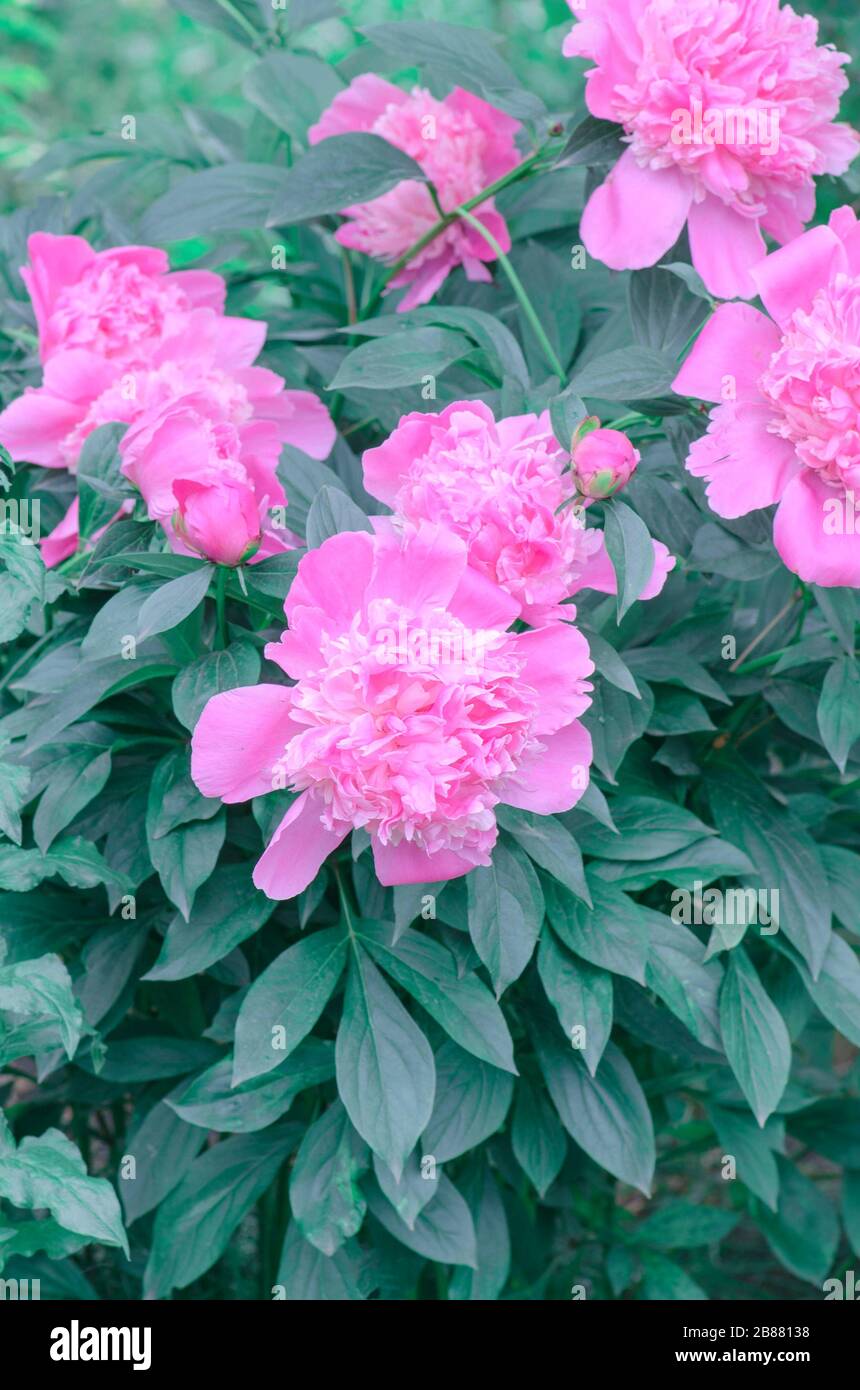 Closeup of red peonies in the garden. Fresh pink peony flowers ...