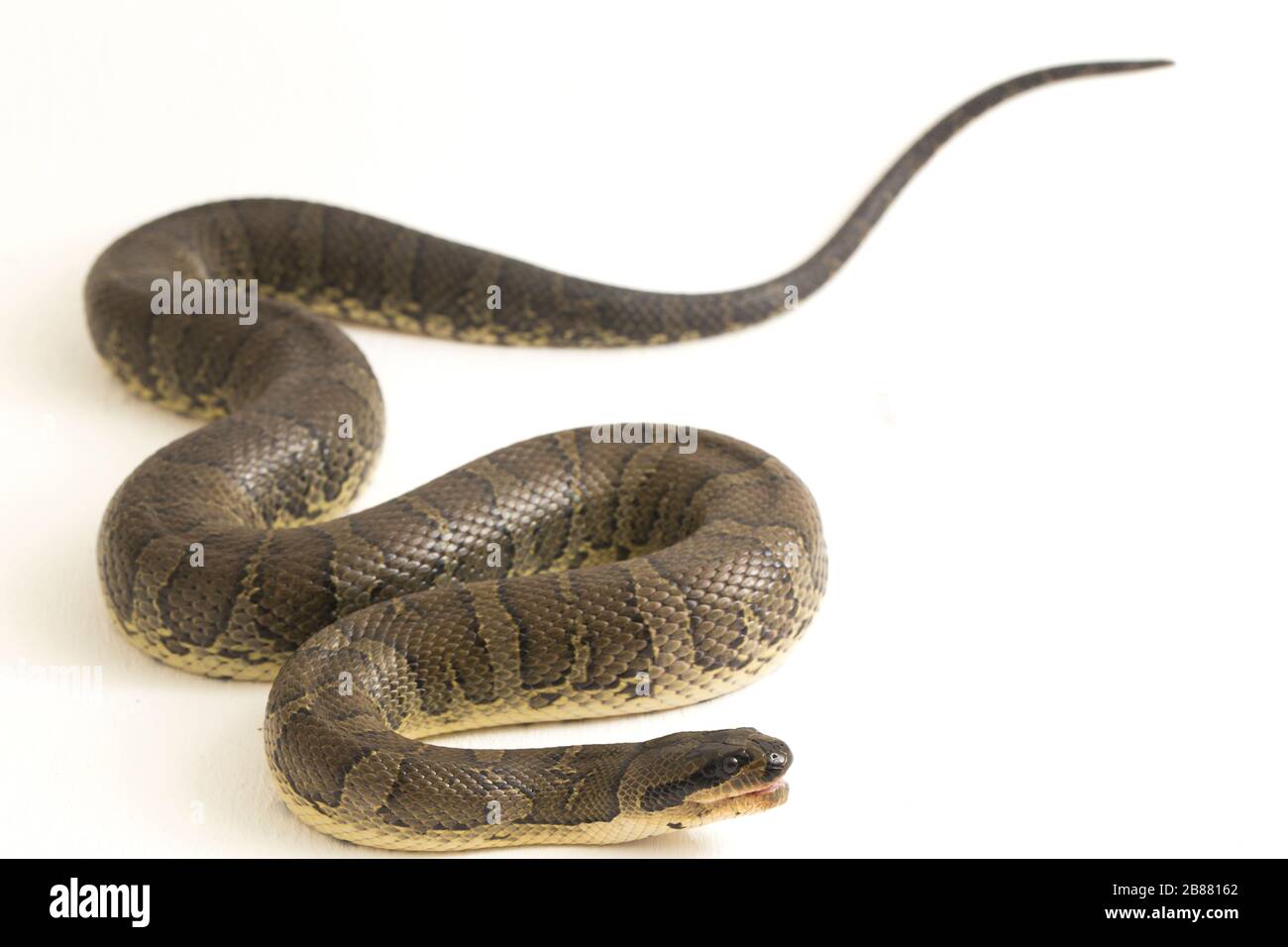 Common puff-faced water snake (Homalopsis buccata), banded water snake ...
