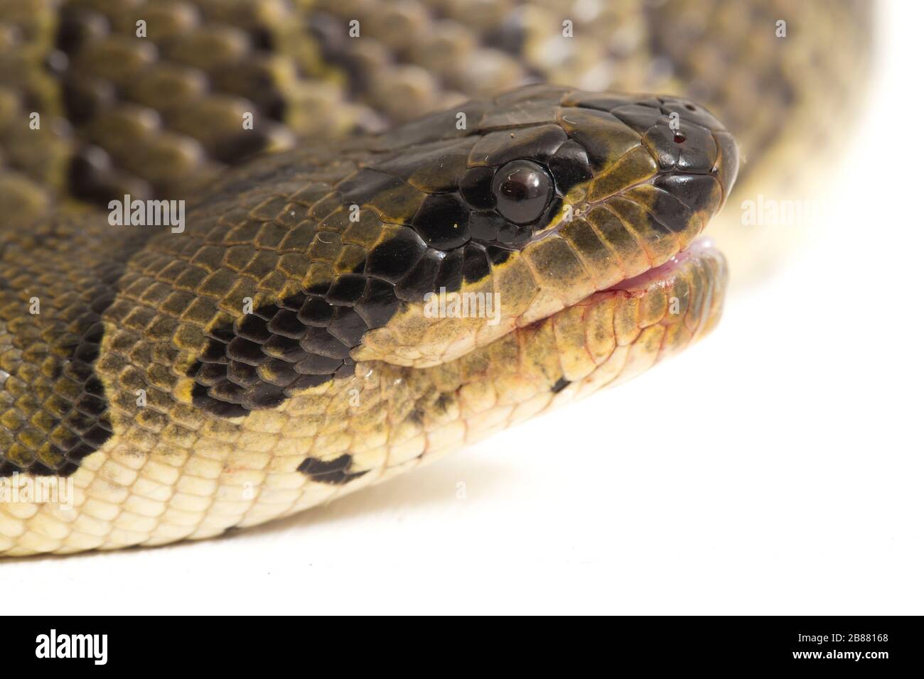 Common puff-faced water snake (Homalopsis buccata), banded water snake ...