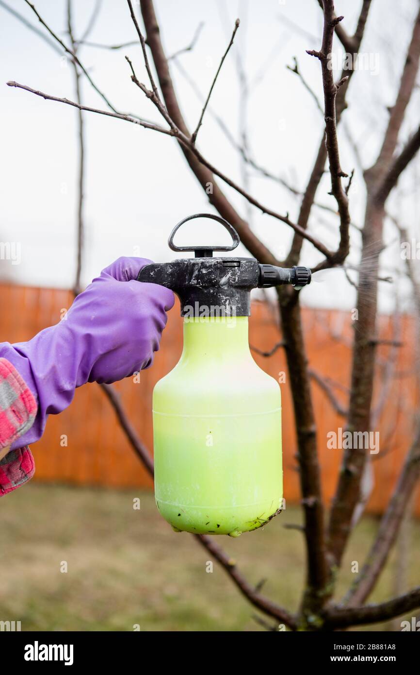 Spraying pesticide in plant nursery hi-res stock photography and images ...