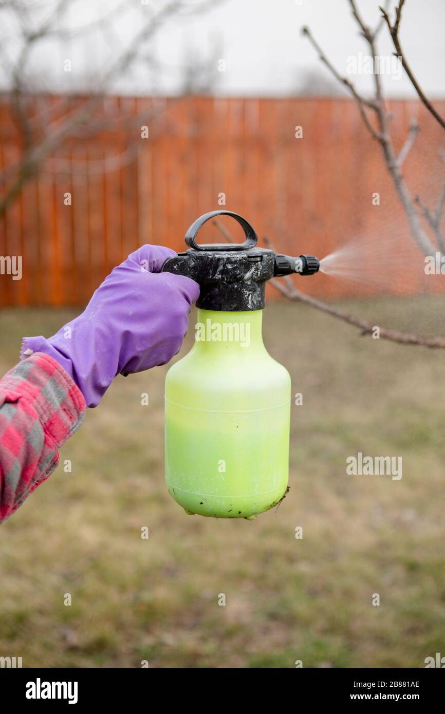 Pesticide treatment, pest control, insect extermination on fruit trees ...
