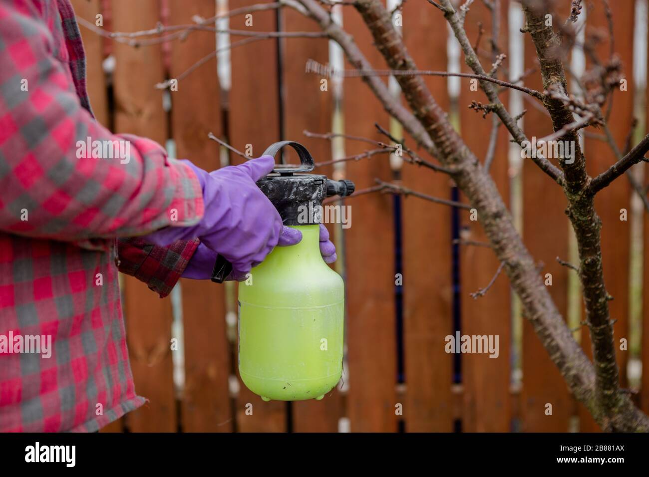 Pesticide treatment, pest control, insect extermination on fruit trees ...