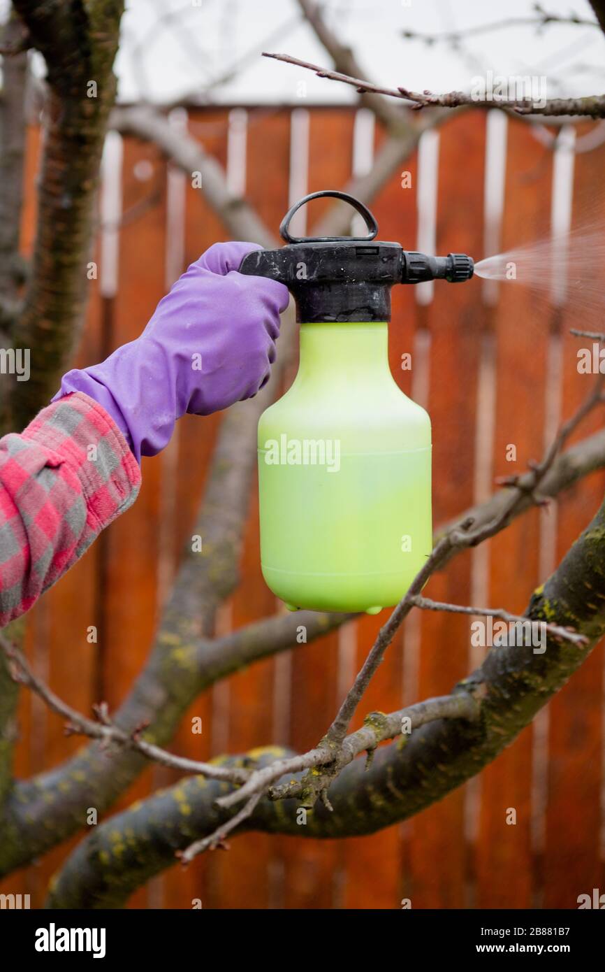 Pesticide treatment, pest control, insect extermination on fruit trees ...