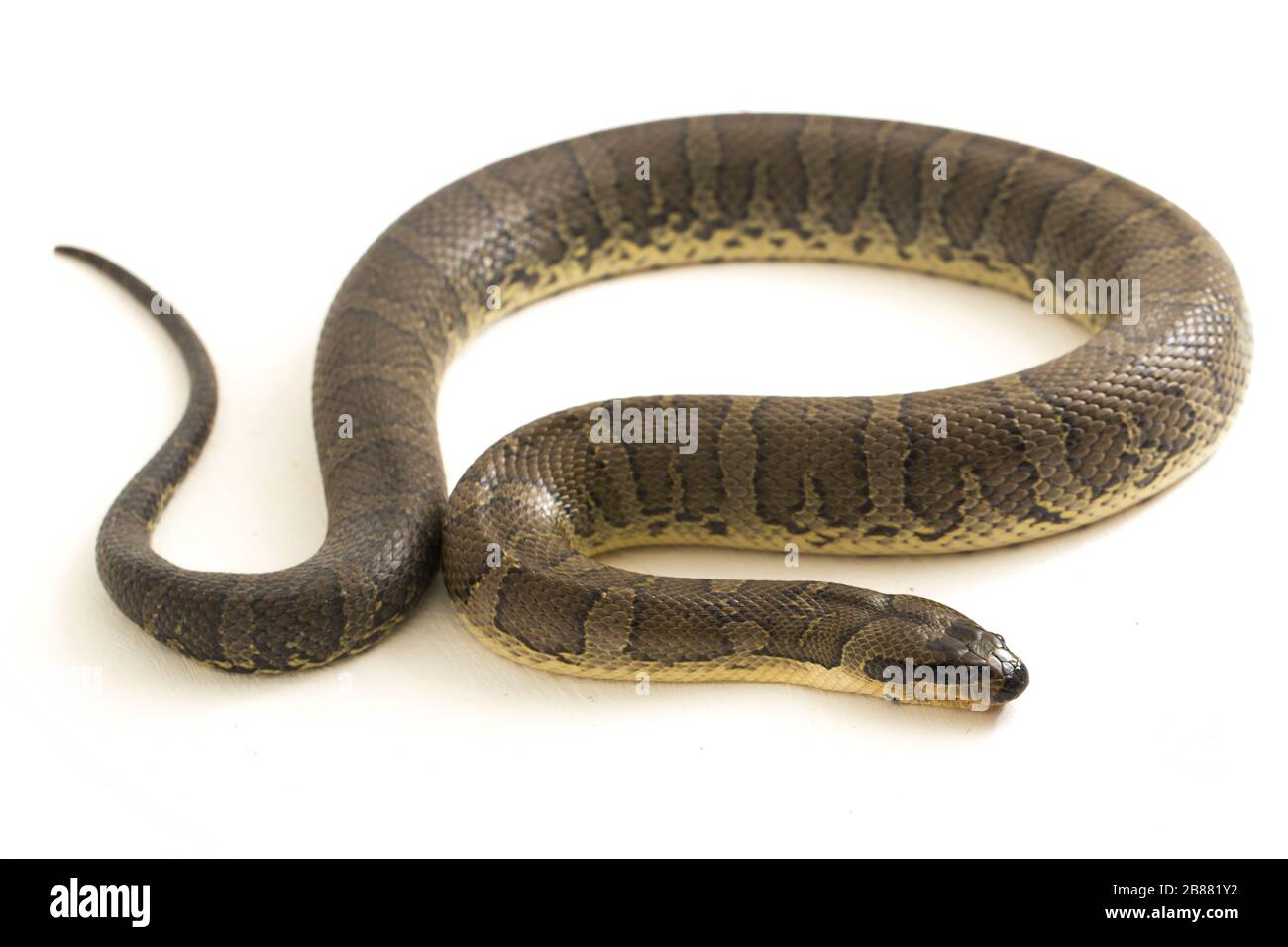 Common puff-faced water snake (Homalopsis buccata), banded water snake ...