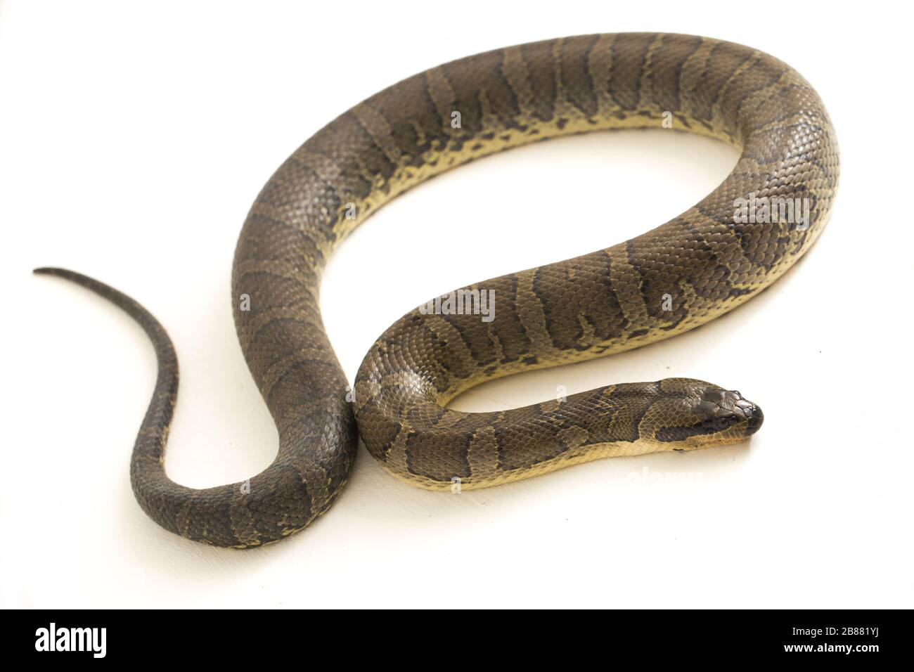 Common puff-faced water snake (Homalopsis buccata), banded water snake ...