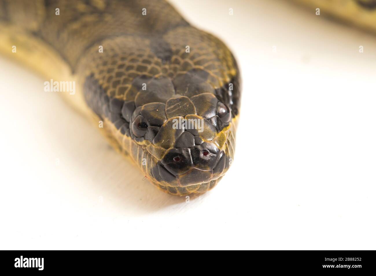 Common puff-faced water snake (Homalopsis buccata), banded water snake ...