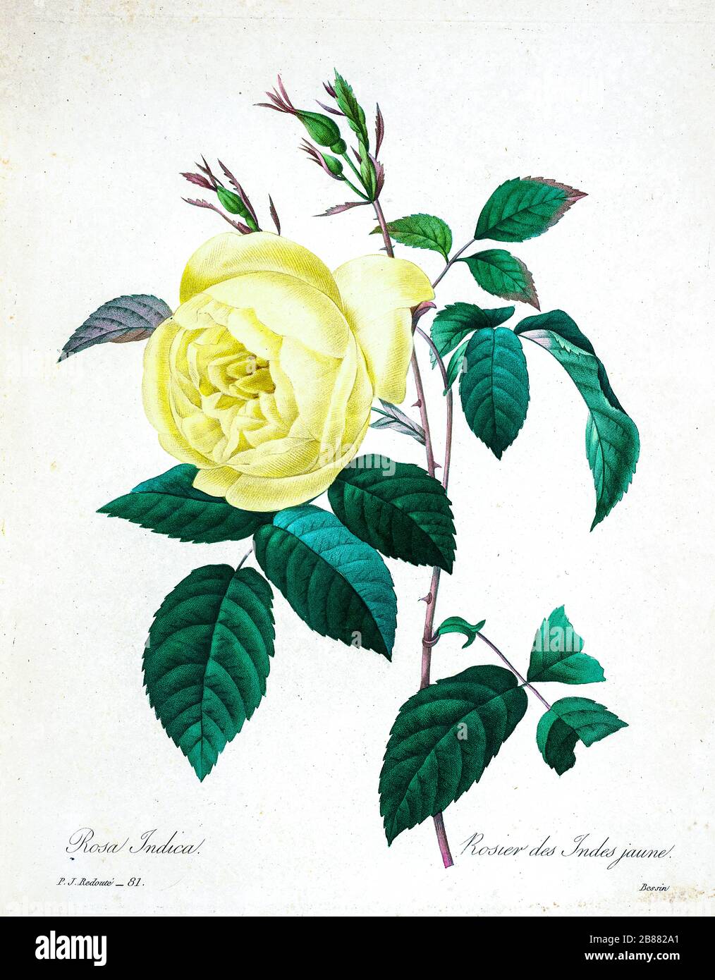 Rose by pierre joseph redoute hi-res stock photography and images - Alamy