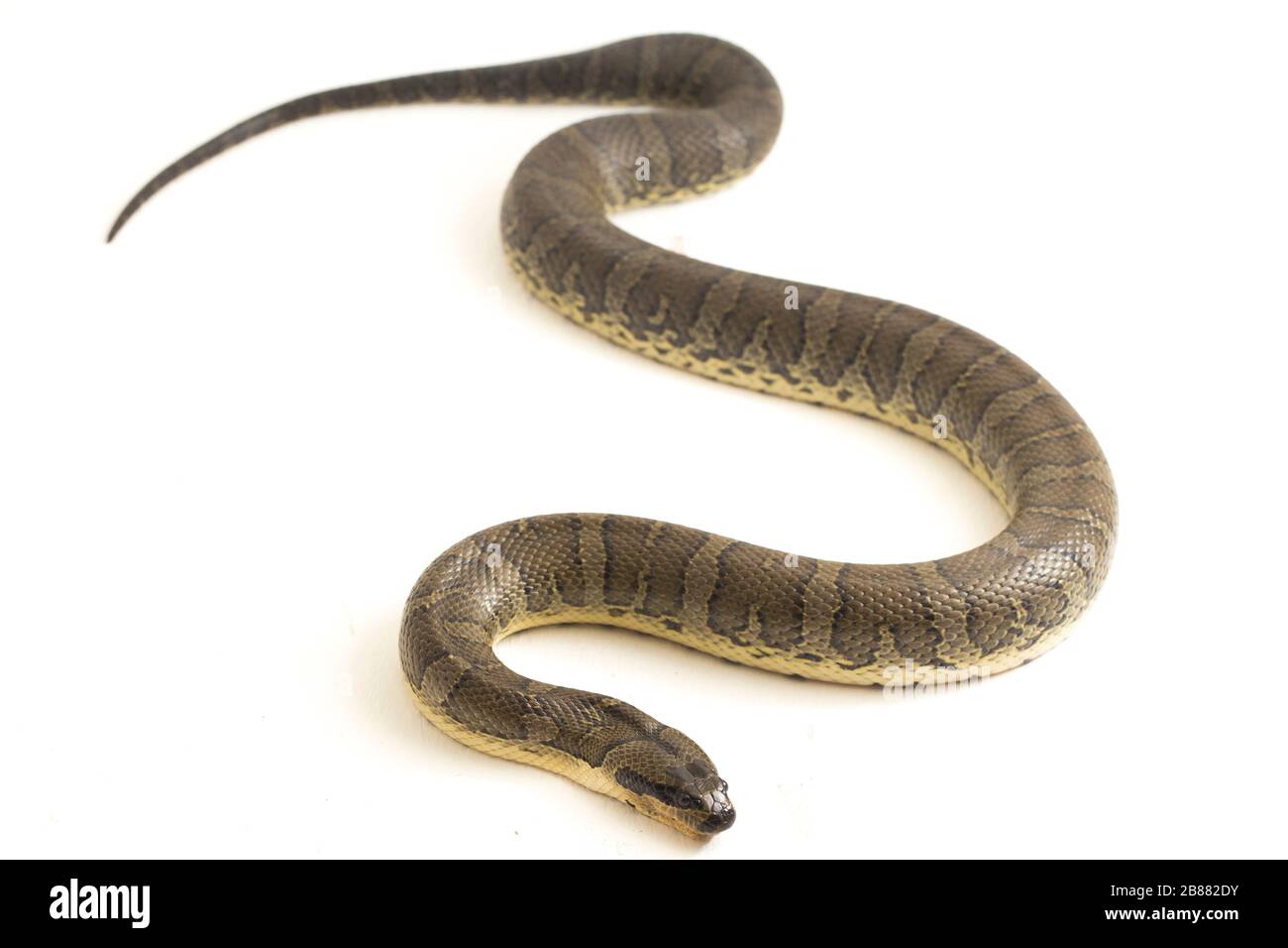 Common puff-faced water snake (Homalopsis buccata), banded water snake ...